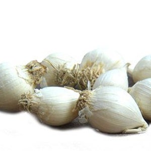 Organic Solo Garlic, Wild Single Clove Garlic, Java Solo Garlic Single ...