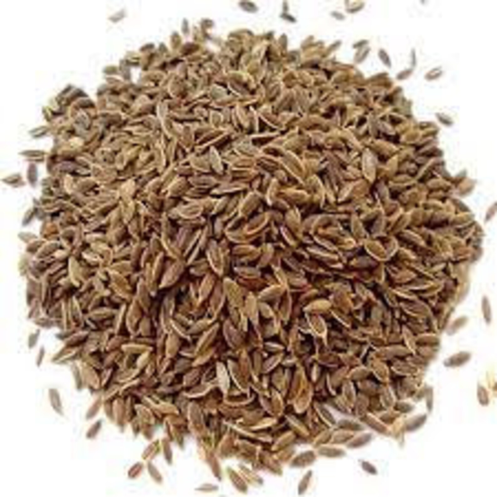 Dill Seeds, Whole Dill Seeds, Anethum Graveolens, Dried Dill, Whole ...