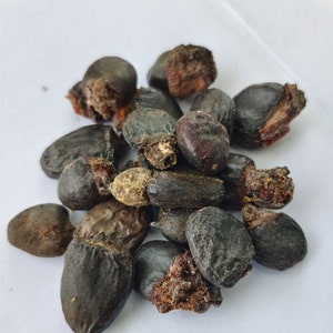 Pure Bhilawa Seeds,raw Herbs Bilva Beej,bhilava,bilwa,jadi Booti,single ...