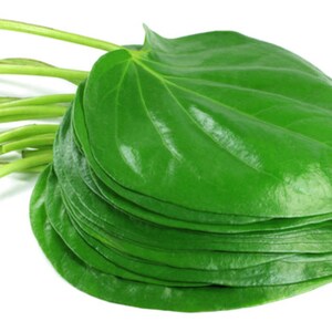Betel Leaf Powder, Paan Leaf, Pan Patta, Betel Pepper, Paan Leaf Powder ...