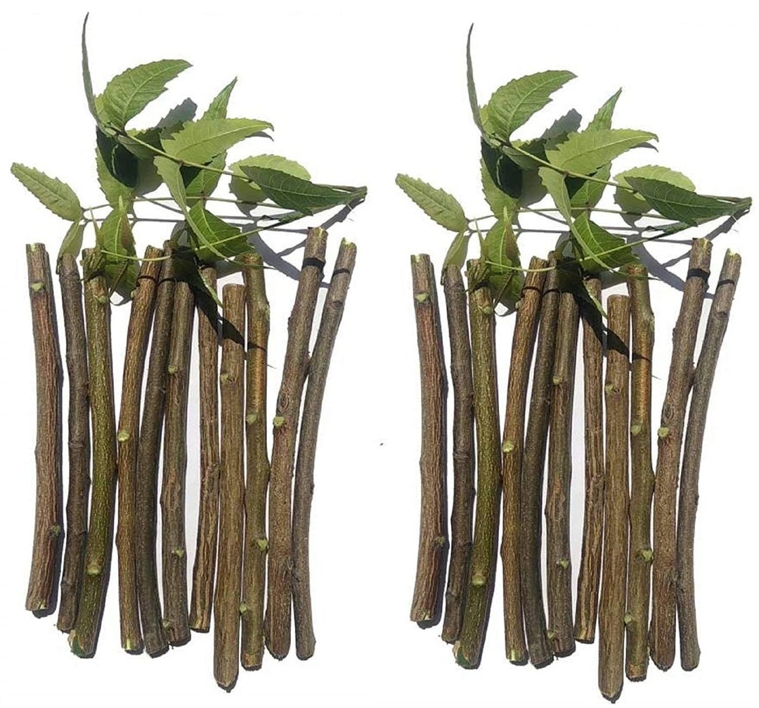 Raw Herbsjadi Booti Neem Daatun Neem Datoon Neem Datun Size - Etsy