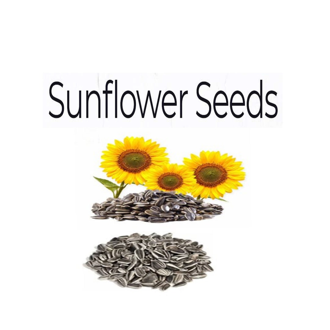 Natural Sunflower Seeds, Mix Mixed Sunflower Helianthus Annuus Seeds ...