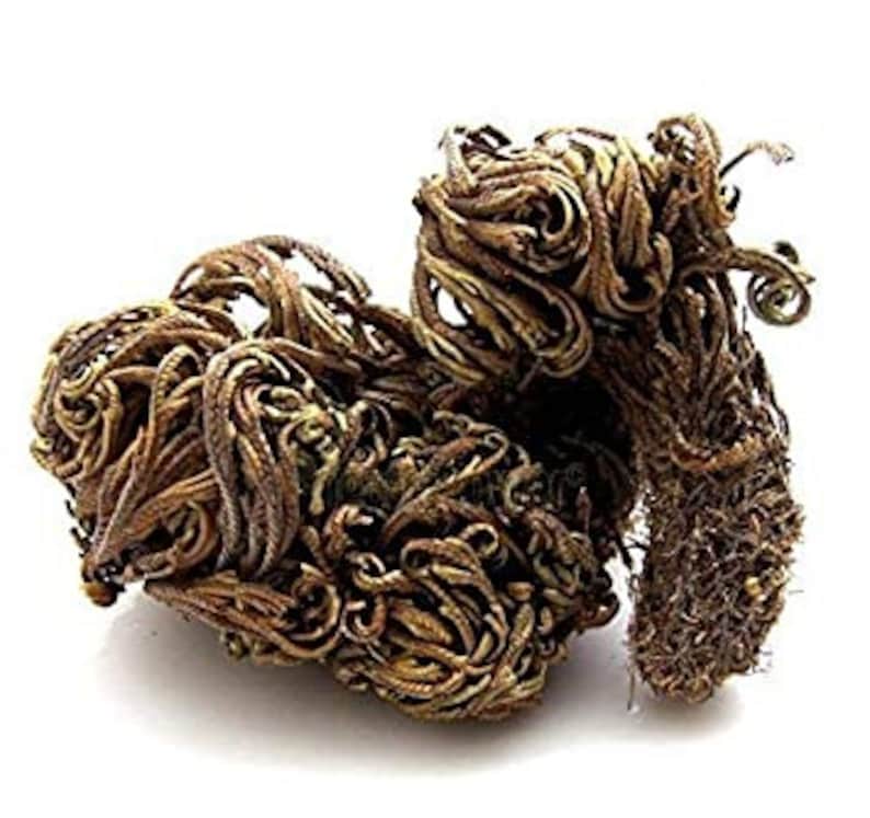 Kaf Maryam, Flowers of Maryam, Anastatica Hierochuntica, maryaam Booti ...