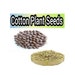 Herbaceous Cotton Plant Seed, Cotton Plant Seeds, Gossypium Herbaceum ...