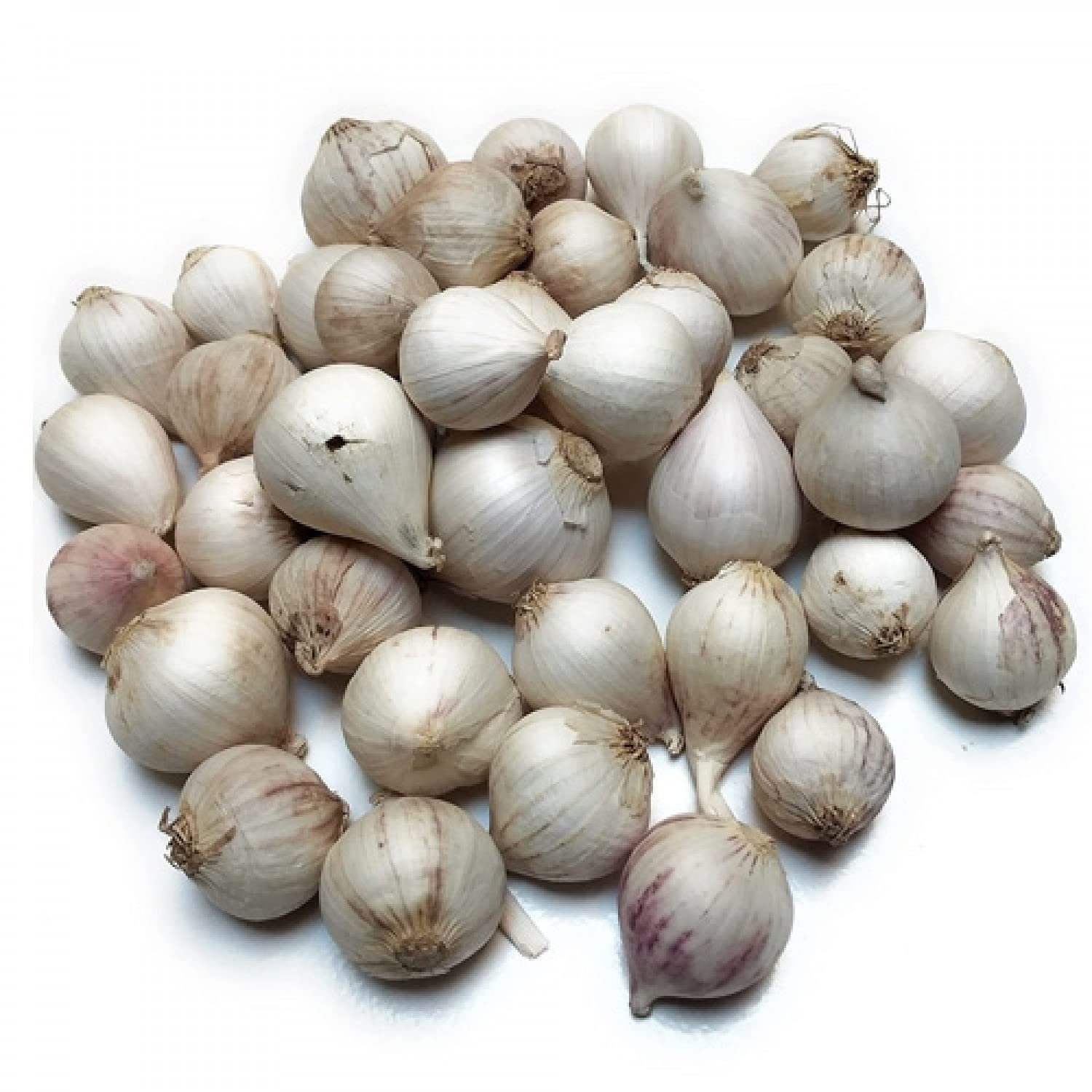 Organic Solo Garlic, Wild Single Clove Garlic, Java Solo Garlic Single ...