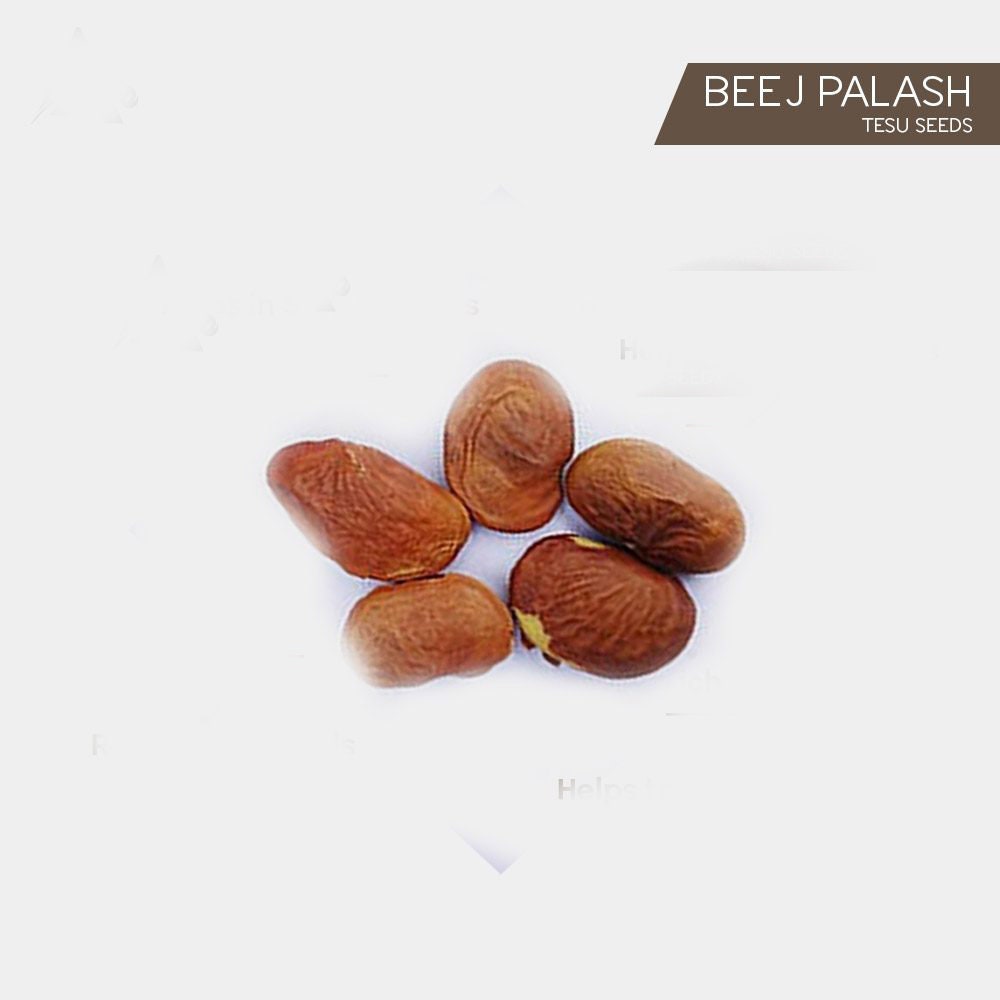 Palas Beej, Butea Monosperma Seeds, Palash Seeds, Bilas Papda, Tesu ...