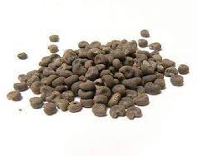Ambrette Seed abelmoschus Moschatus Vegan Musk, Incense, Magick ...