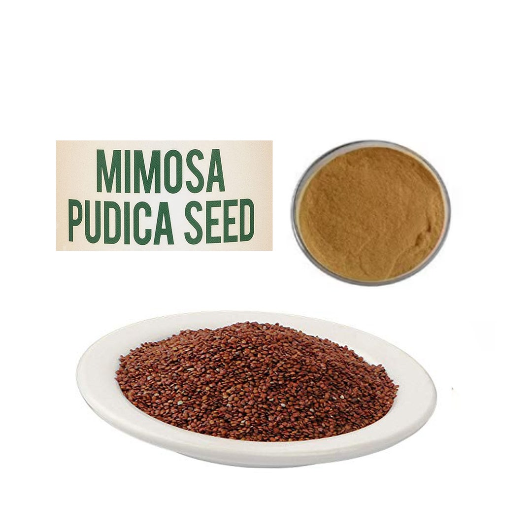 Lajwanti Seeds, Organic Lajwanti Seeds, Mimosa Pudica, Clean, Chui Mui ...