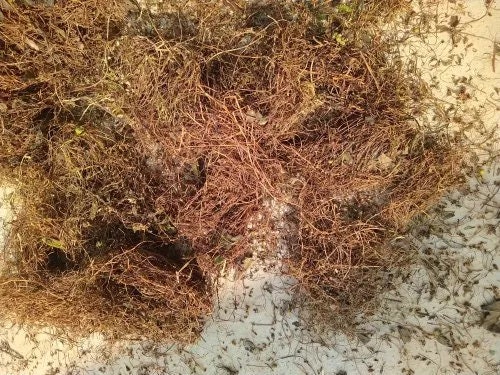 Amar Bel - Cuscuta Reflexa - Raw Herb Dried - Akash Bel - Dodder - Amar ...