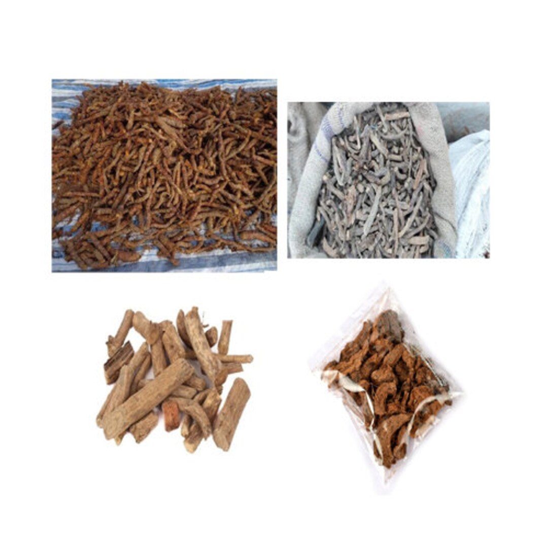 Sugandh Mantri Homalomena Aromatica Raw Herb Gandhi Root - Etsy