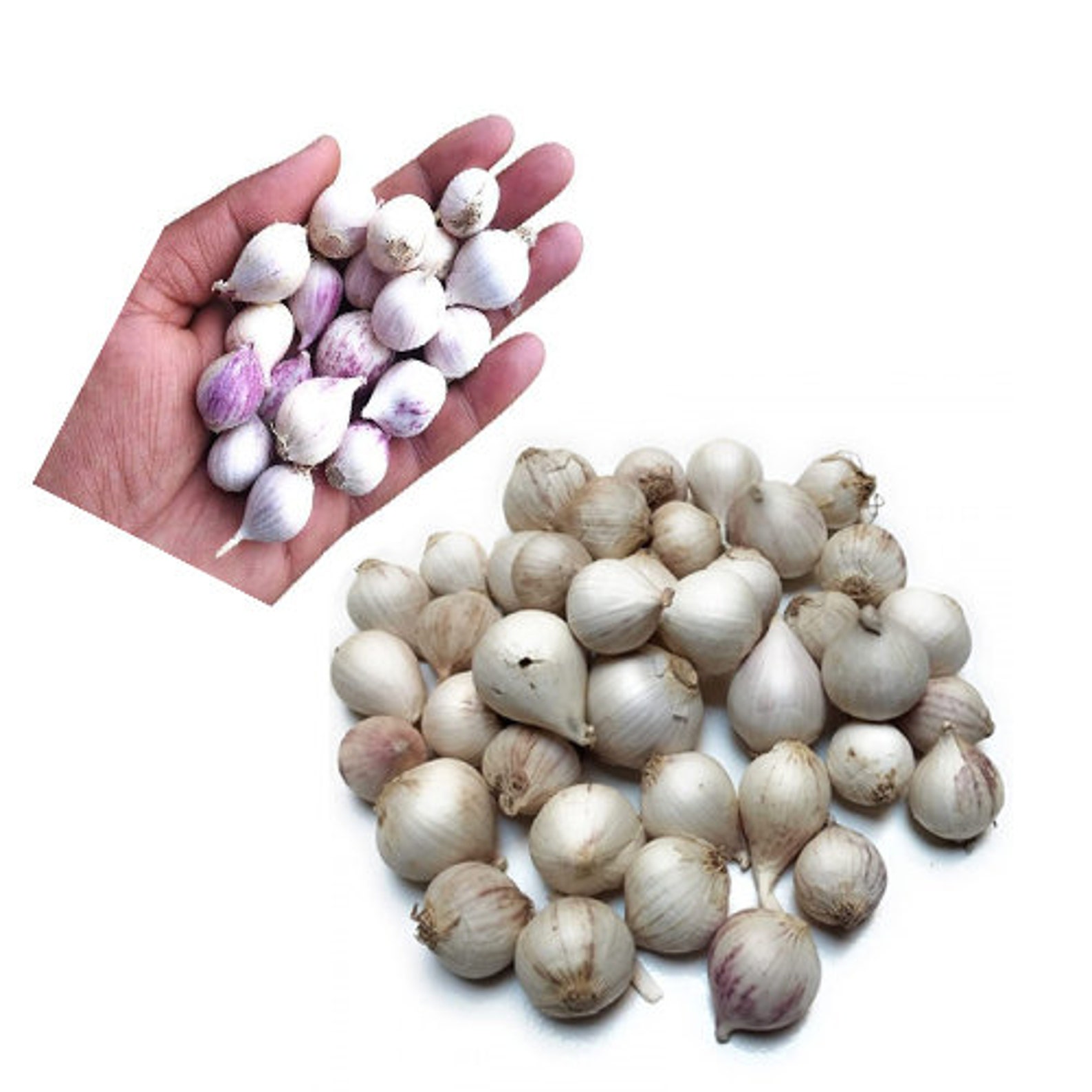 Organic Solo Garlic, Wild Single Clove Garlic, Java Solo Garlic Single ...