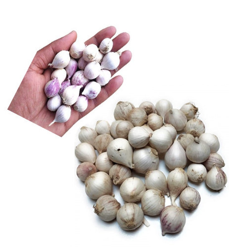 Organic Solo Garlic, Wild Single Clove Garlic, Java Solo Garlic Single ...
