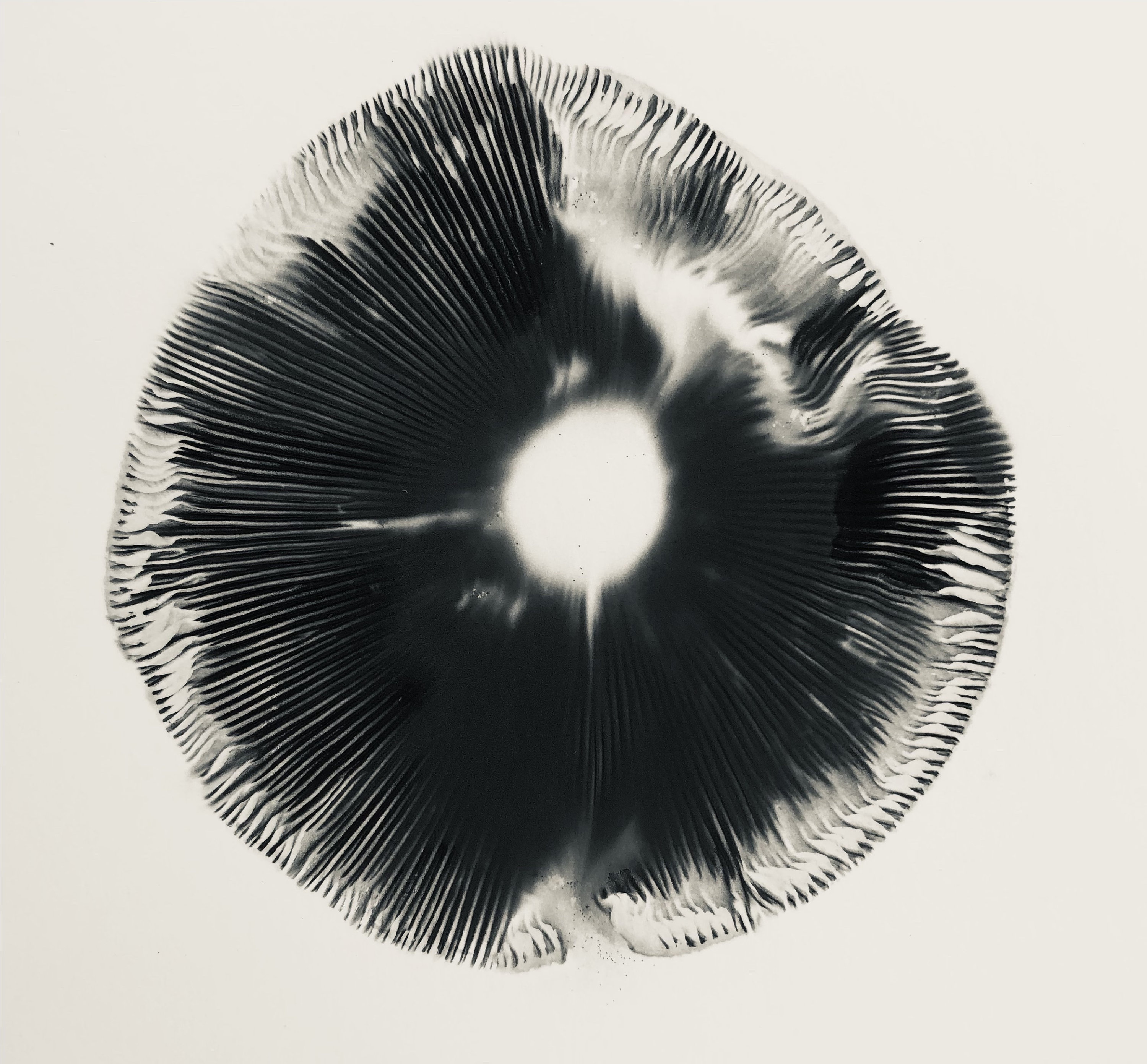 Framed Mushroom Spore Print Art - Etsy
