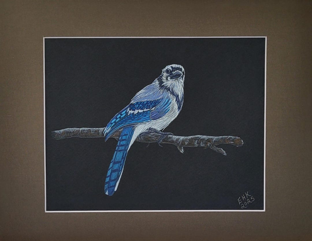 Clarity Blue Jay - Etsy