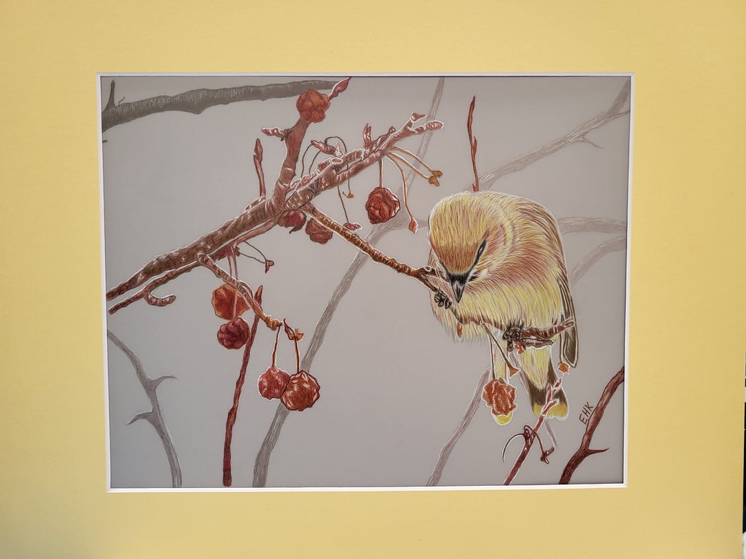Original Colored Pencil Drawing "a Morning Bow" Cedar Waxwing - Etsy