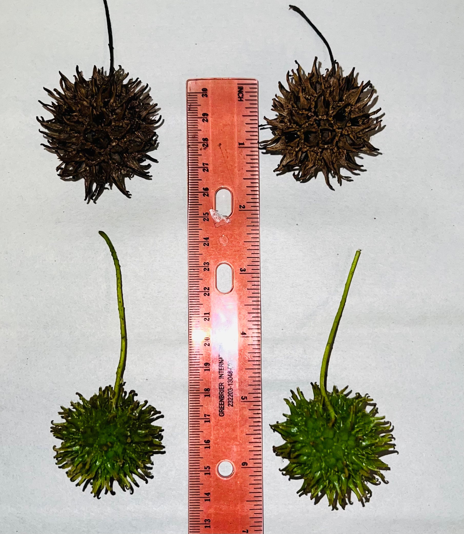 Sweet Gum Tree Spiked Gum Balls Nuts Seed Pods Crafts Hobbies Ornaments ...