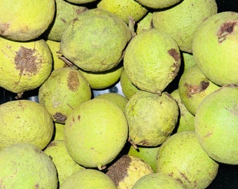 Black Walnut Seeds for Sprouting, Planting - Etsy