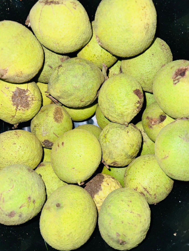 Black Walnut Seeds - Etsy