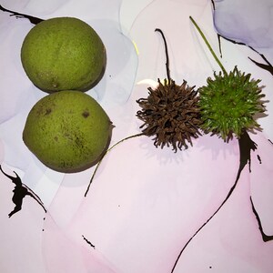 Black Walnut Seeds - Etsy