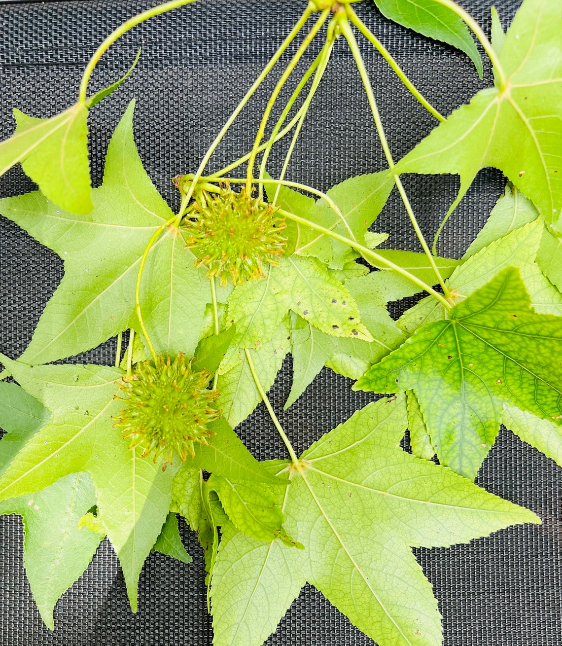 Sweet Gum Tree Spiked Gum Balls Nuts Seed Pods Crafts Hobbies Ornaments ...