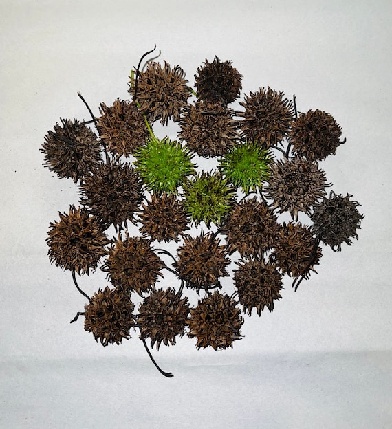 Sweet Gum Tree Spiked Gum Balls Nuts Seed Pods Crafts Hobbies - Etsy