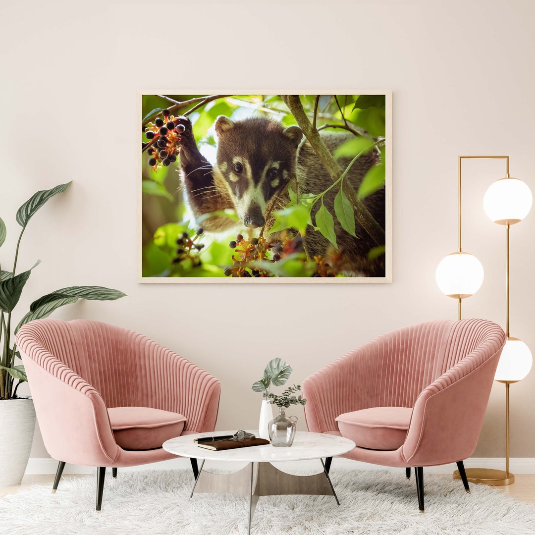 Coati Coati Photo Coati Picture Nature Photography Wall - Etsy