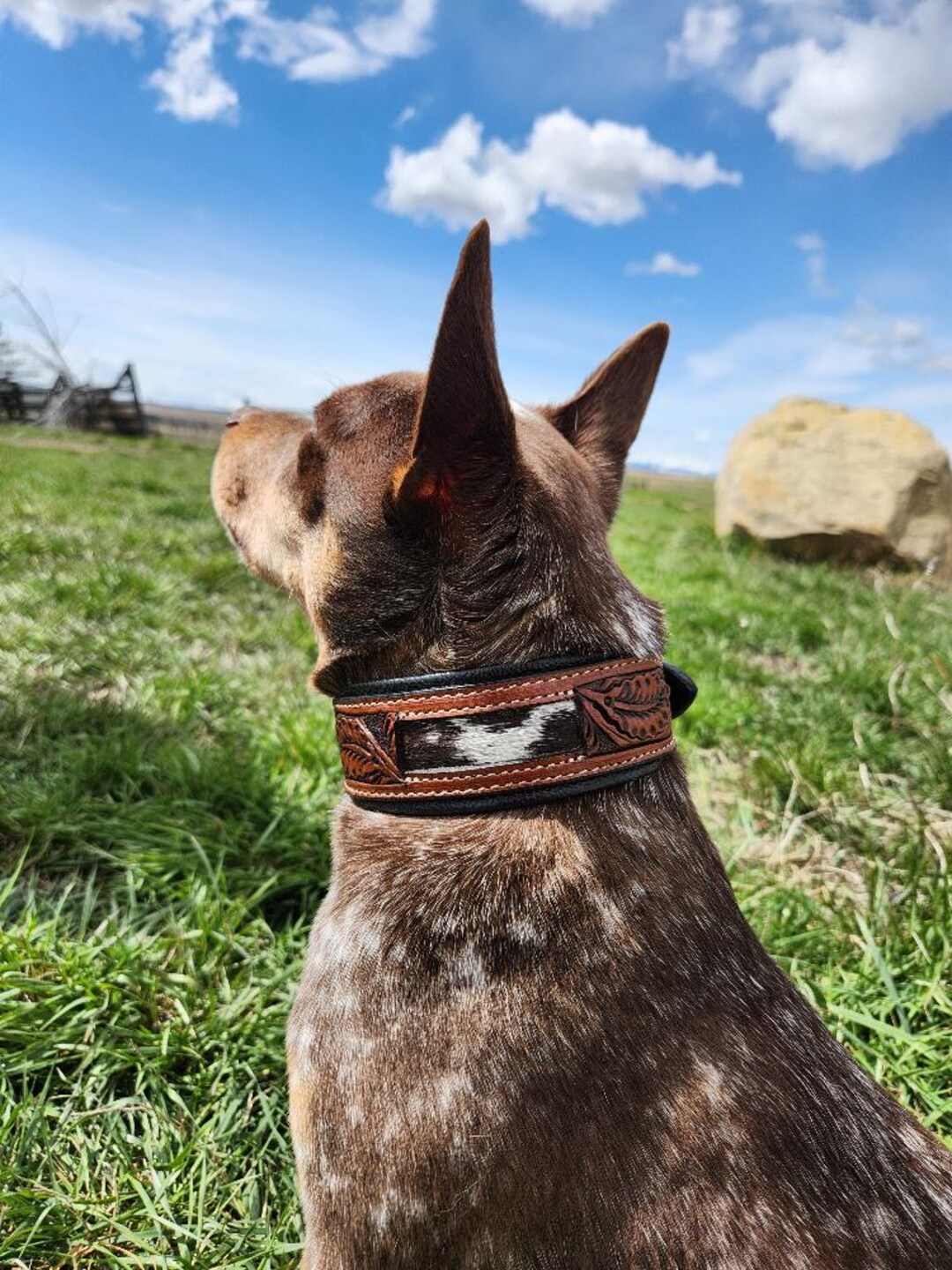 Hair on Cowhide Dog Collar - Western Dog Collar- Cowhide Collars for ...