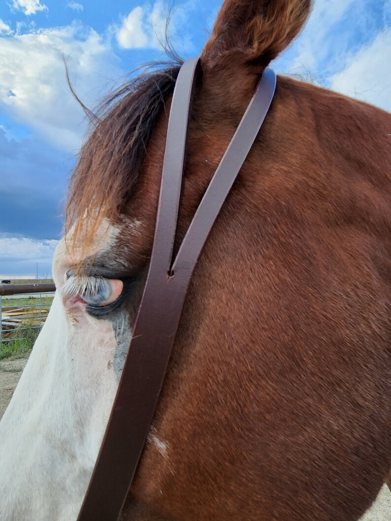 Buffalo Hide Split Ear Headstall Simple Buckle & Concho - Etsy