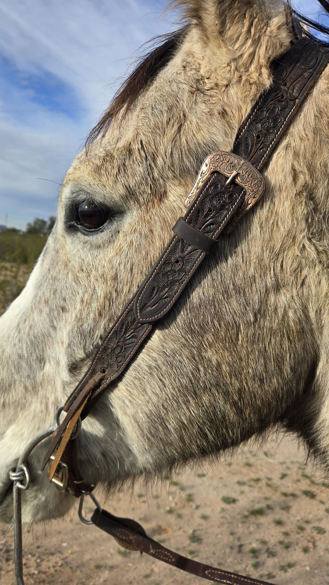 Belt Style Split Ear Headstall- Midnight Runner - Western Bridle for ...