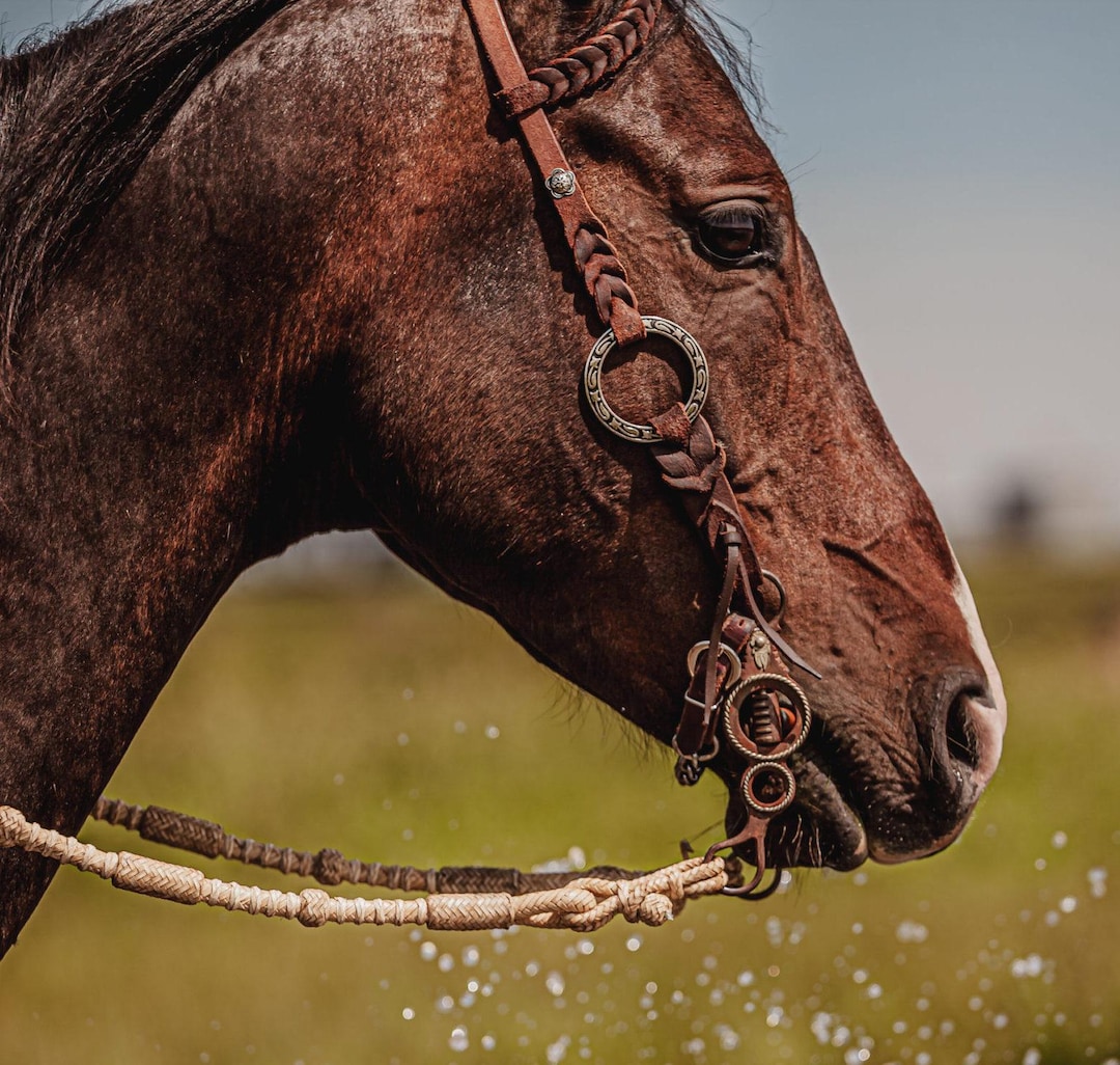 Twisted Iron- Silver Sage Metal Ring One Ear Headstall - Western ...
