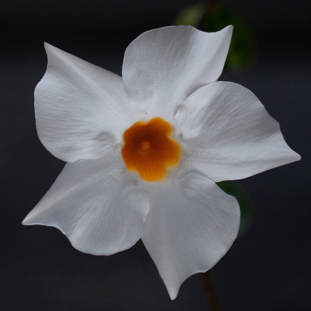 Digital Flower Photography White Flower - Etsy