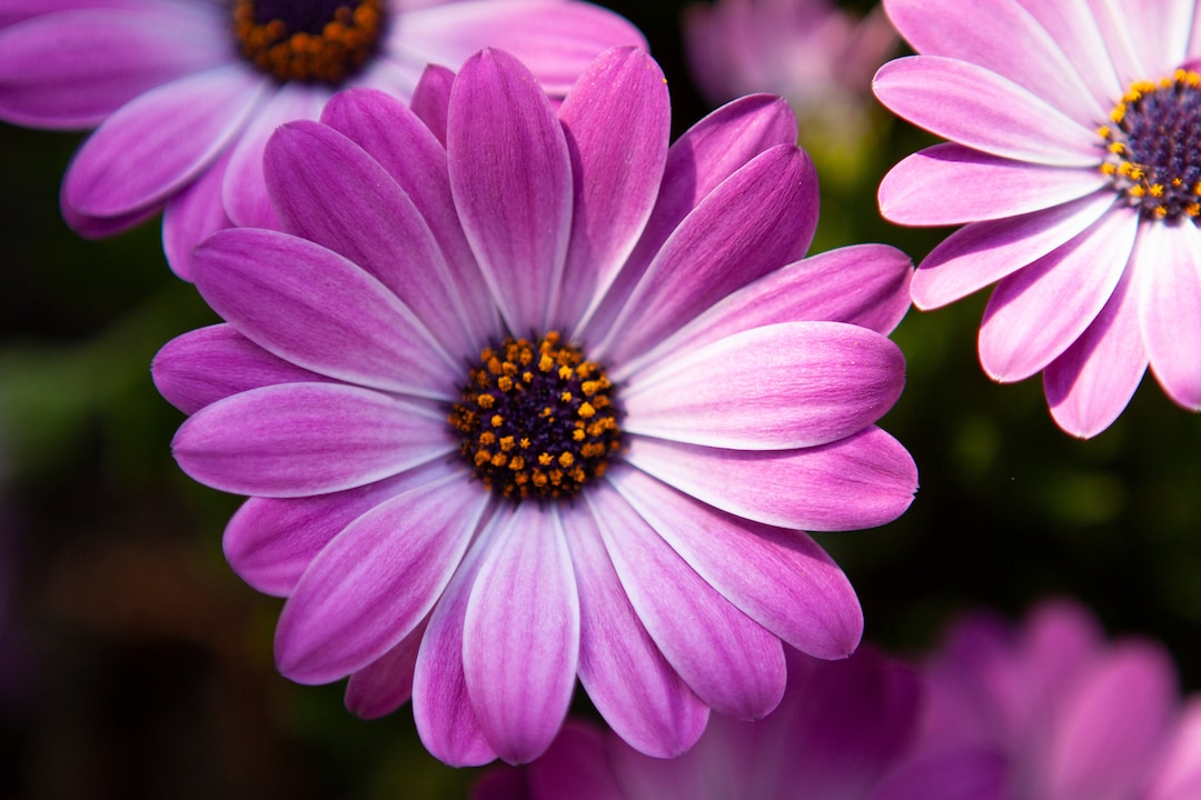 Digital Flower Photography - Etsy