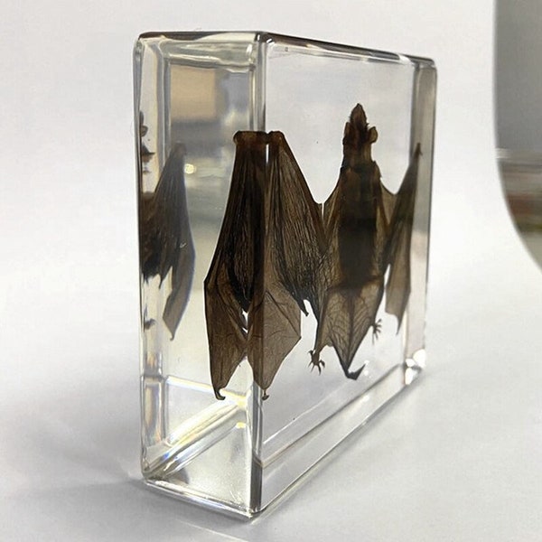 Buy Taxidermy Bat - Etsy