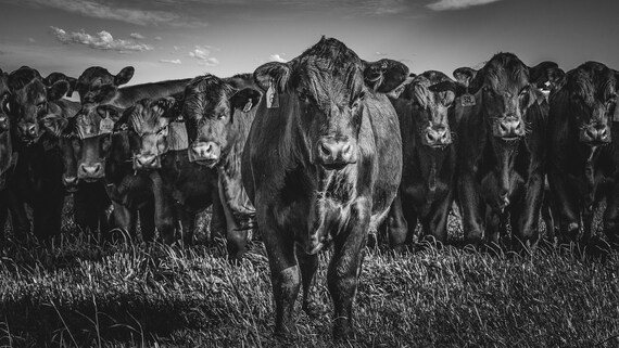 Cow Art Cow Print Texas Cow Print Animal Print Modern - Etsy