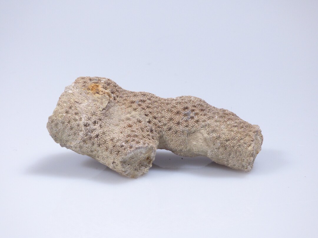 Jurassic Fossil Coral Astrocoenia | Hyatti Wells | Natural Coral | 65 ...