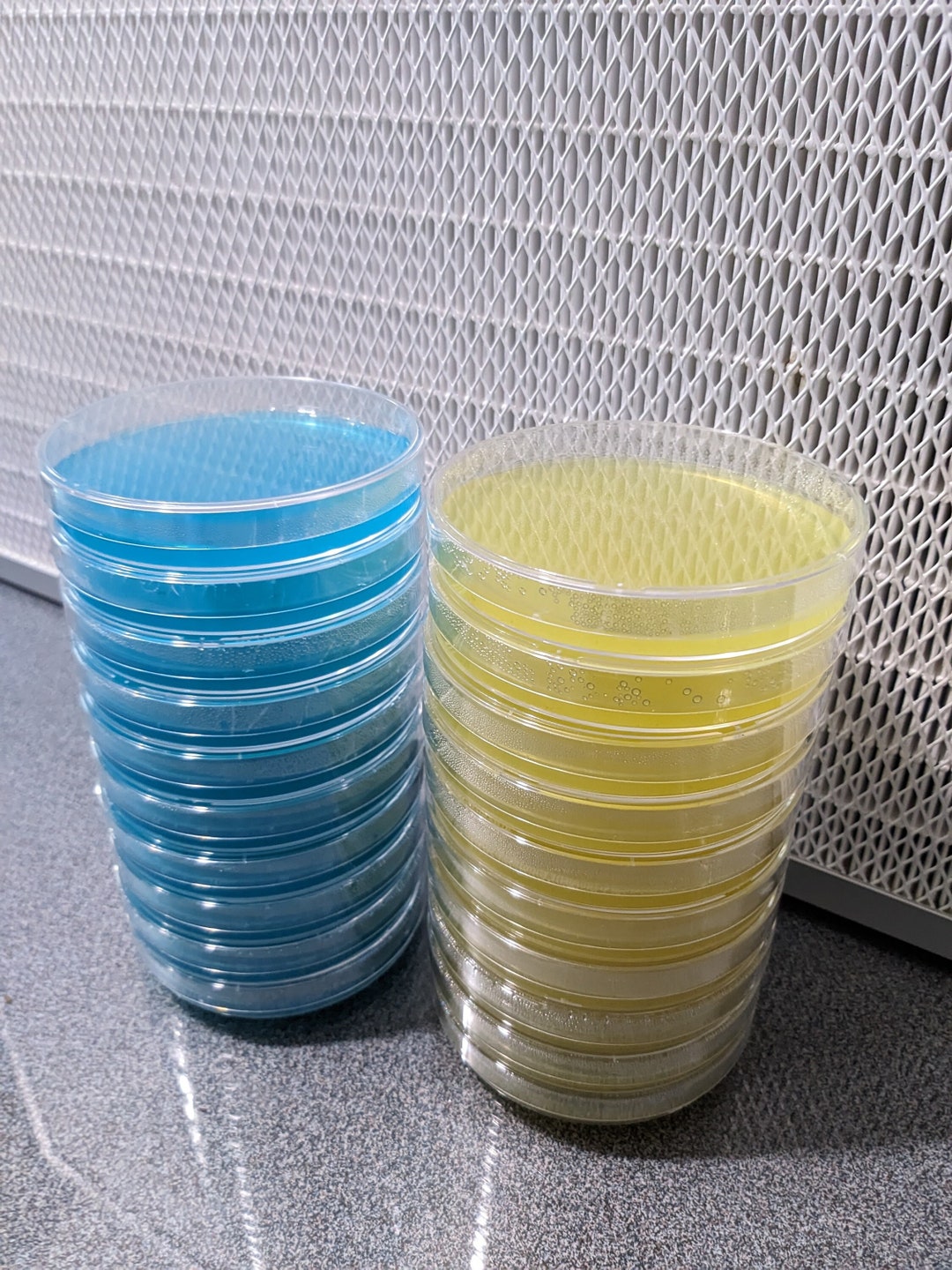 Prepoured Agar Plates for Mycology 10 or 20 Pack 90mm Sterile Ready to ...