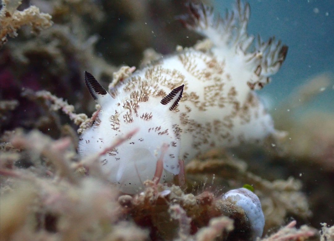 Fluffy Bunny Nudibranch Madagascar Macro Ocean Life - Etsy