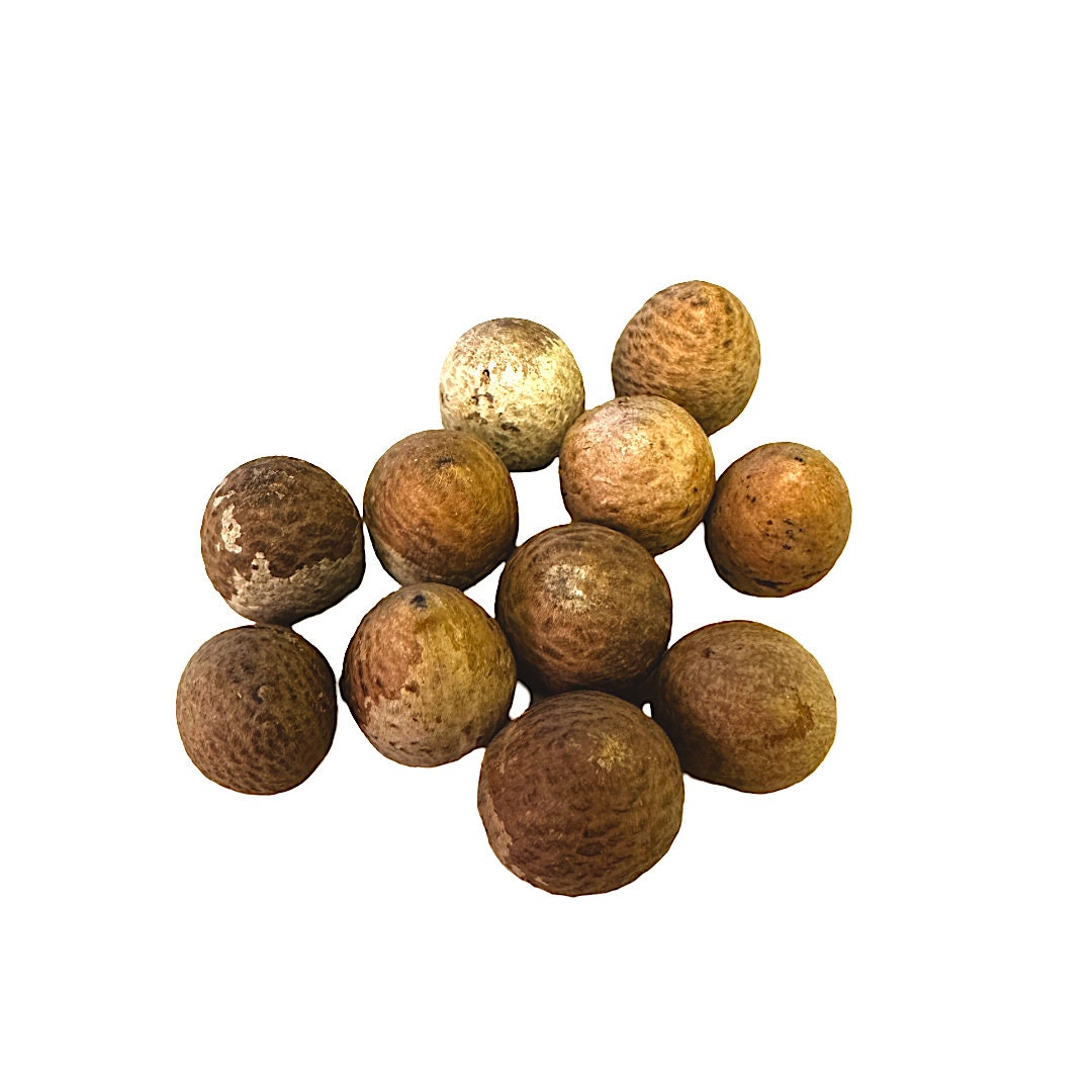 Small Supari/betel Pavitra Pooja Nuts/whole Areca Nut 11pc - Etsy