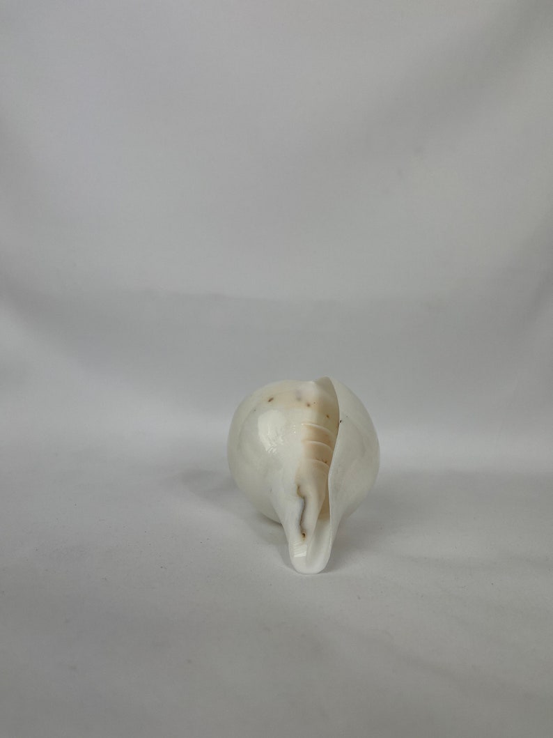 Natural White Puja Blowing Shankh Conch Shell Hindu Religion Pooja Use ...