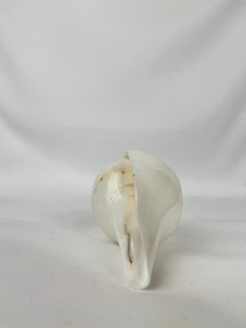 Natural White Puja Blowing Shankh Conch Shell Hindu Religion Pooja Use ...