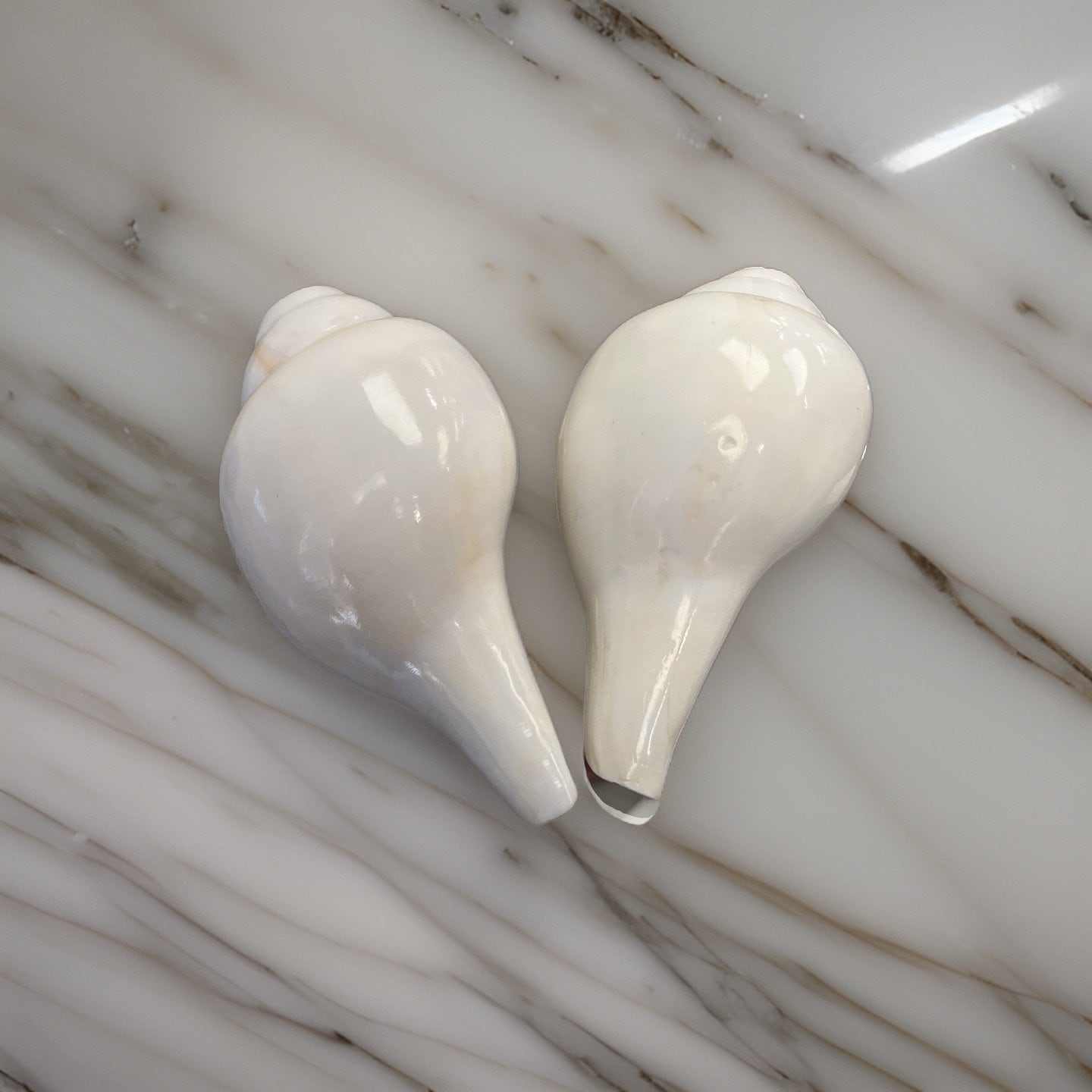 Natural White Puja Blowing Shankh Conch Shell Hindu Religion Pooja Use ...