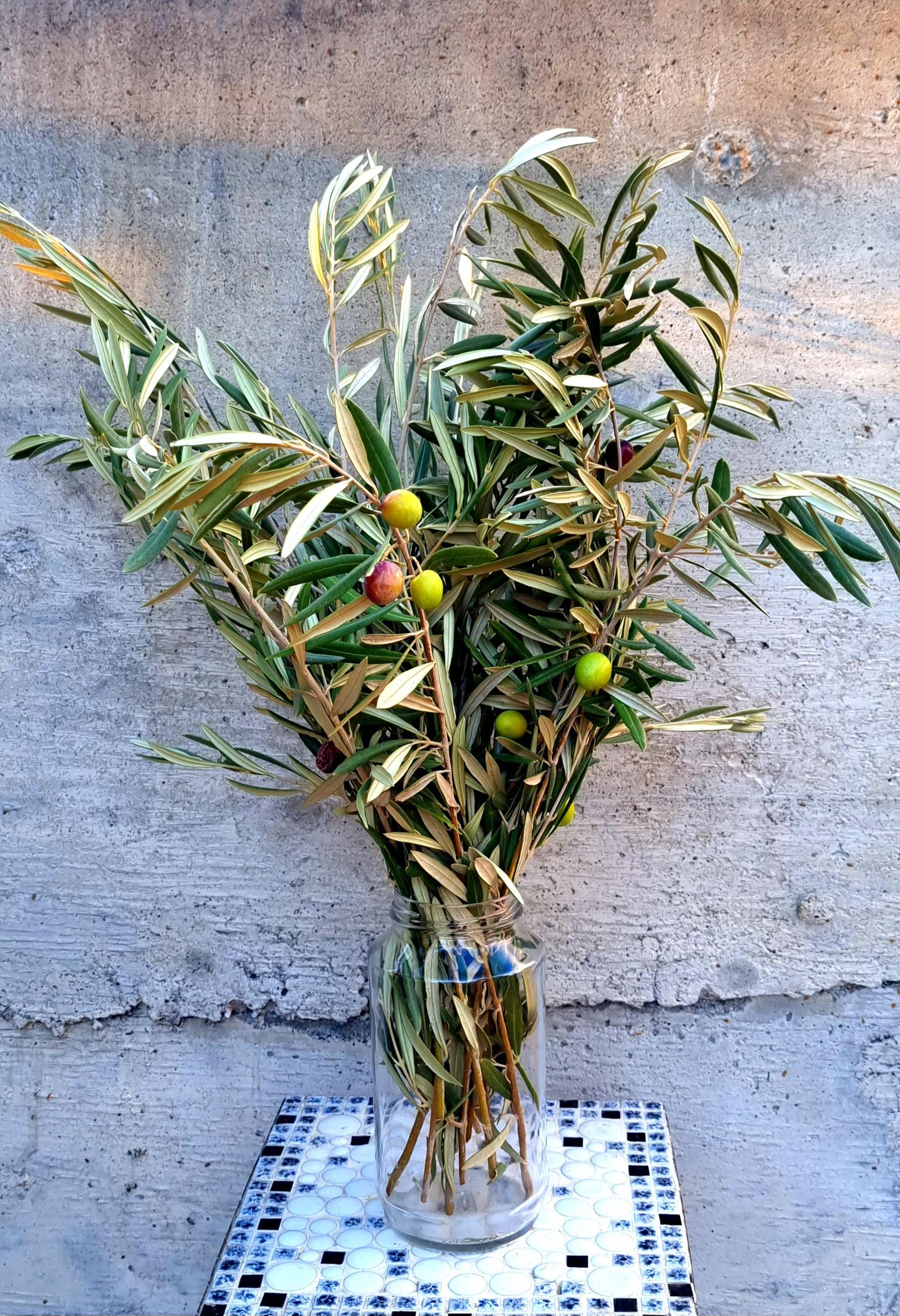 Fresh Olive Branches Natural Seasonal Decor - Etsy