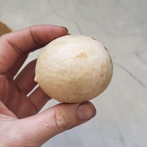Oak Gall Nut Powder Natural Dye Mordant Fine Sifted 1 Oz - Etsy