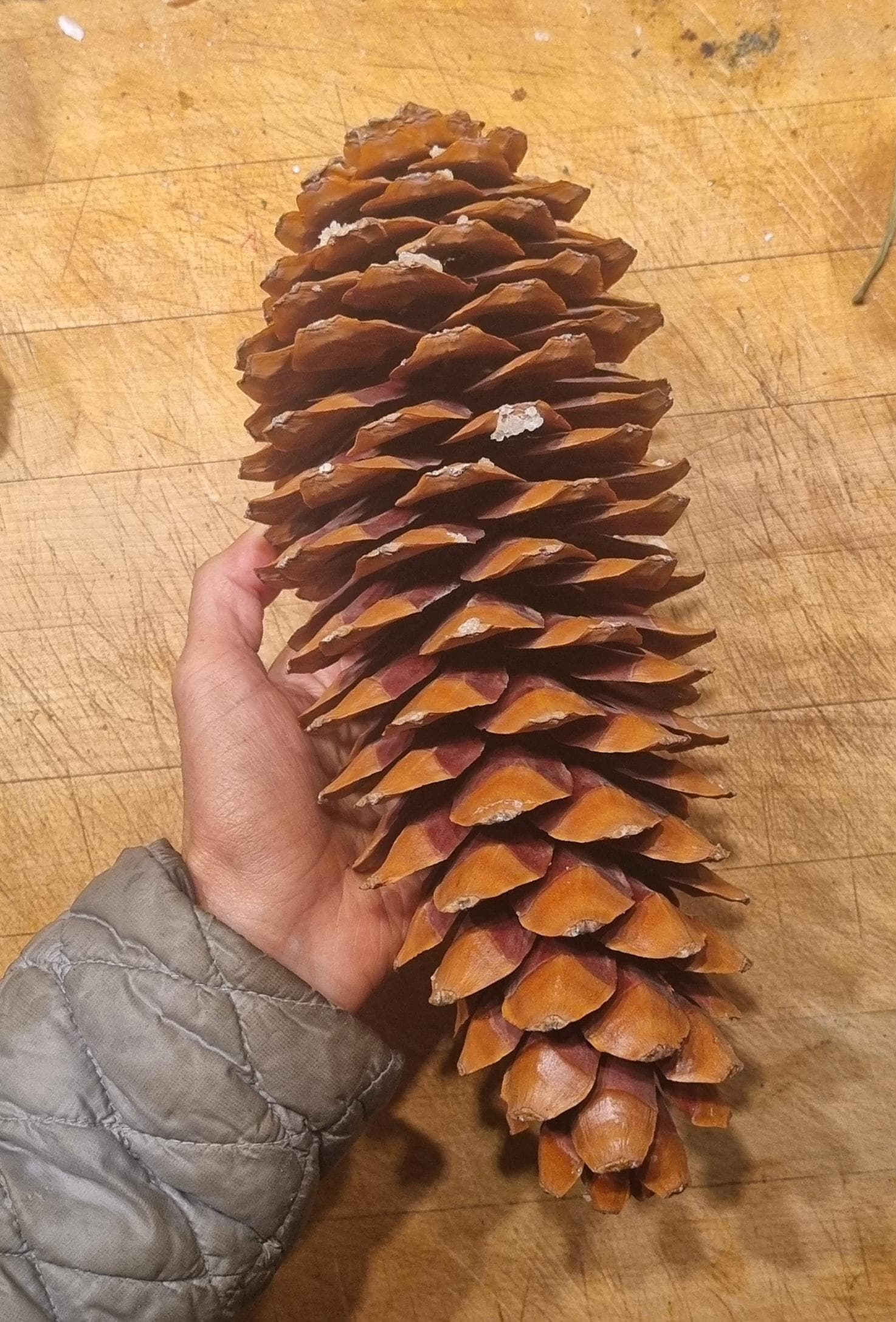 Extra Large Sugar Pine Cones Natural Holiday Decor - Etsy