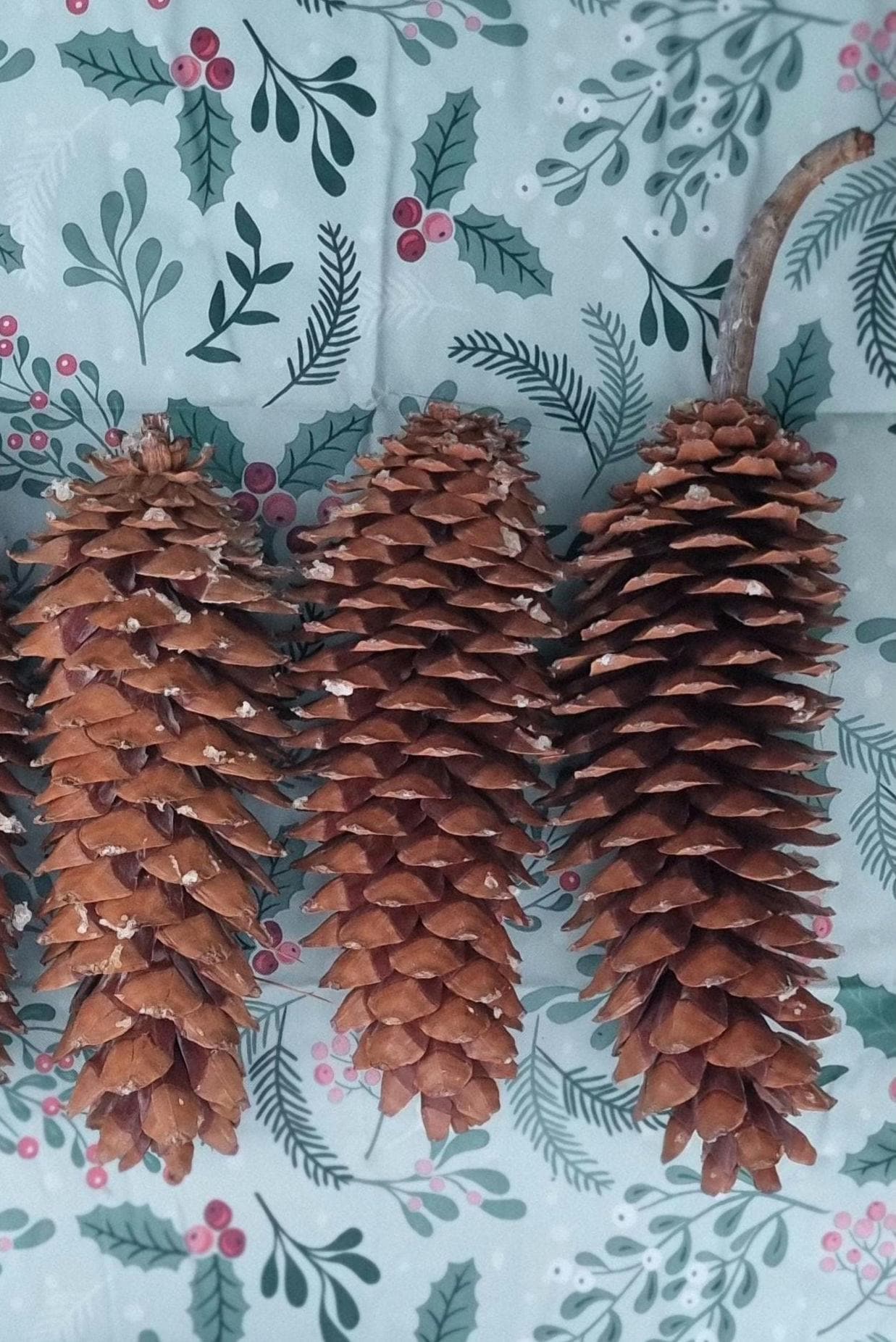 Extra Large Sugar Pine Cones Natural Holiday Decor - Etsy