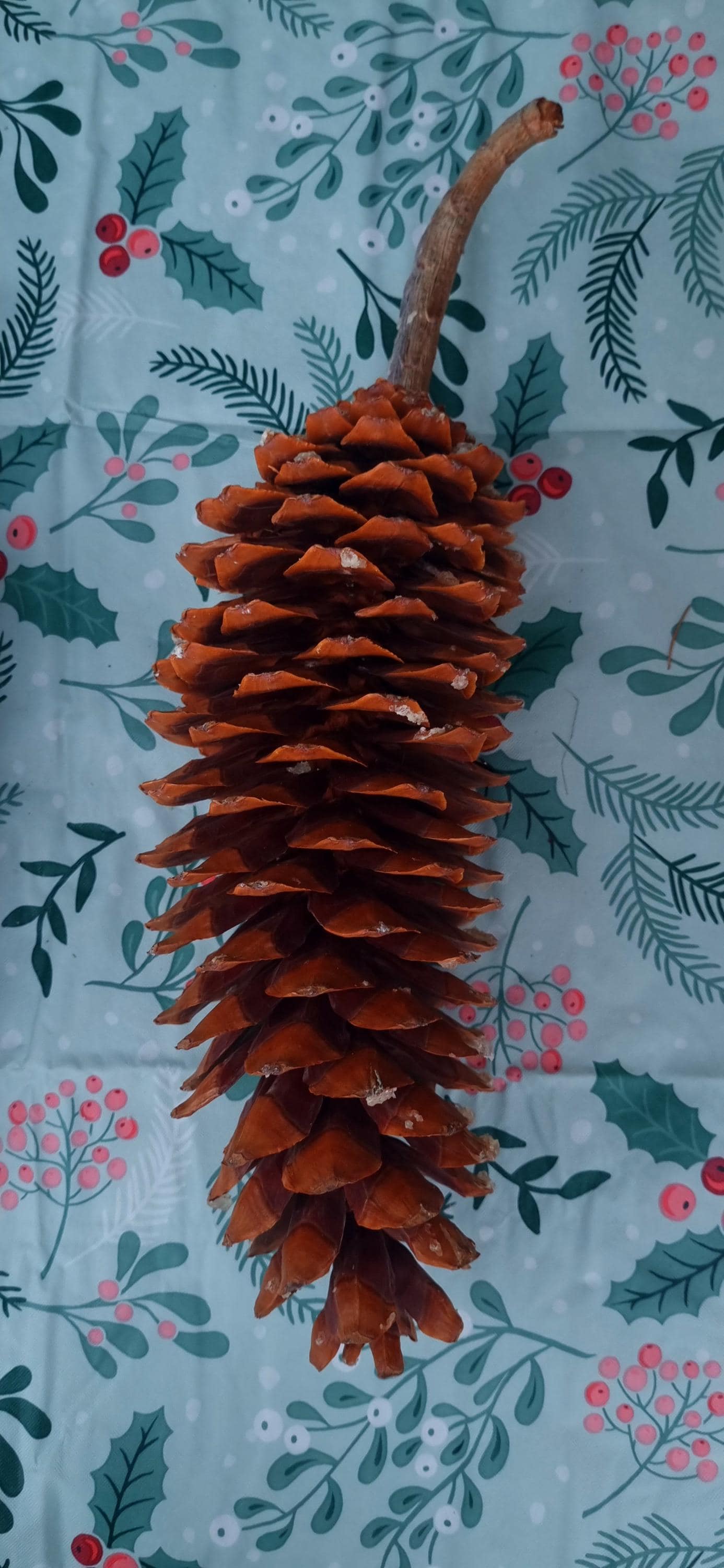 Extra Large Sugar Pine Cones Natural Holiday Decor - Etsy
