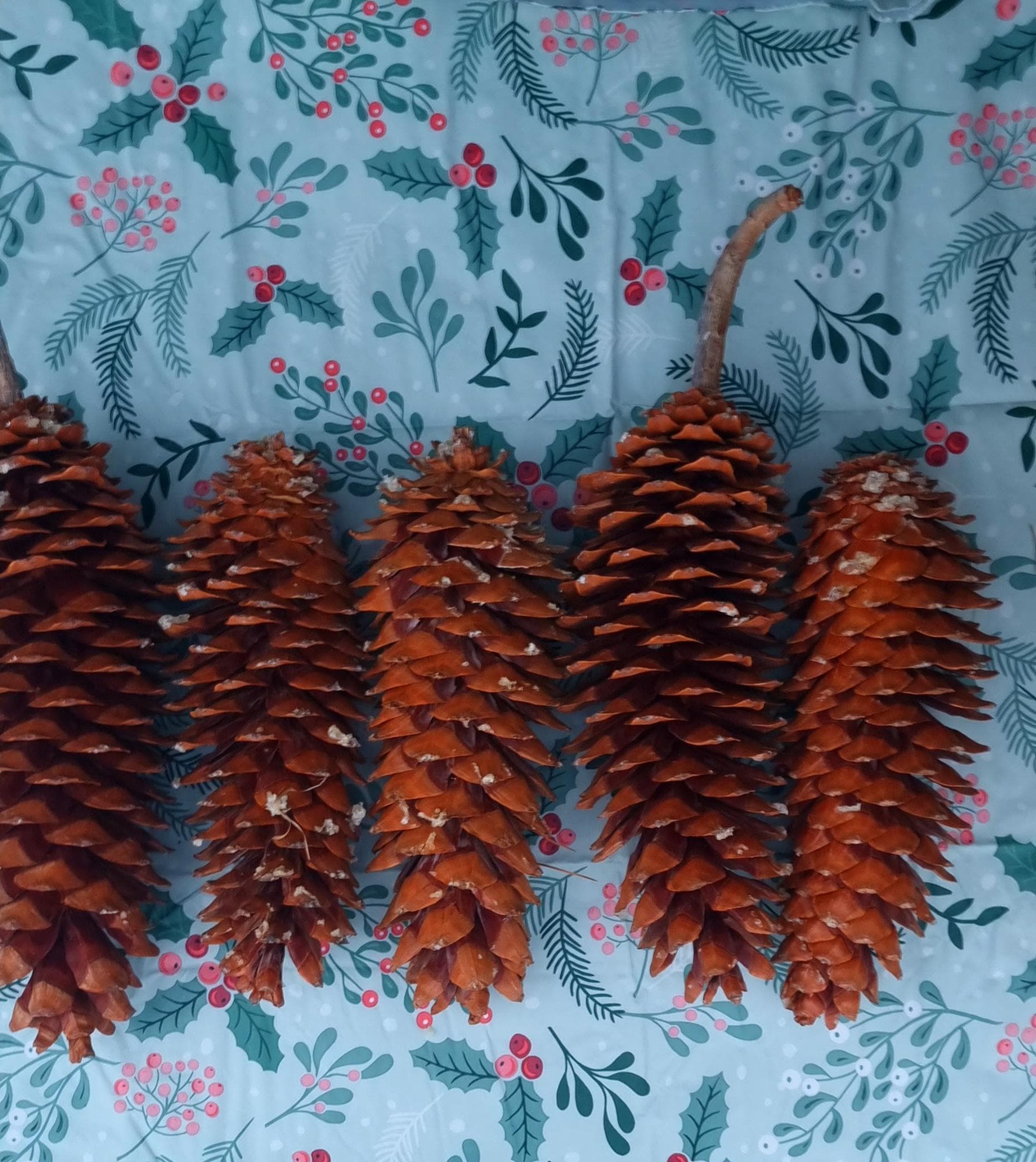 Extra Large Sugar Pine Cones Natural Holiday Decor - Etsy