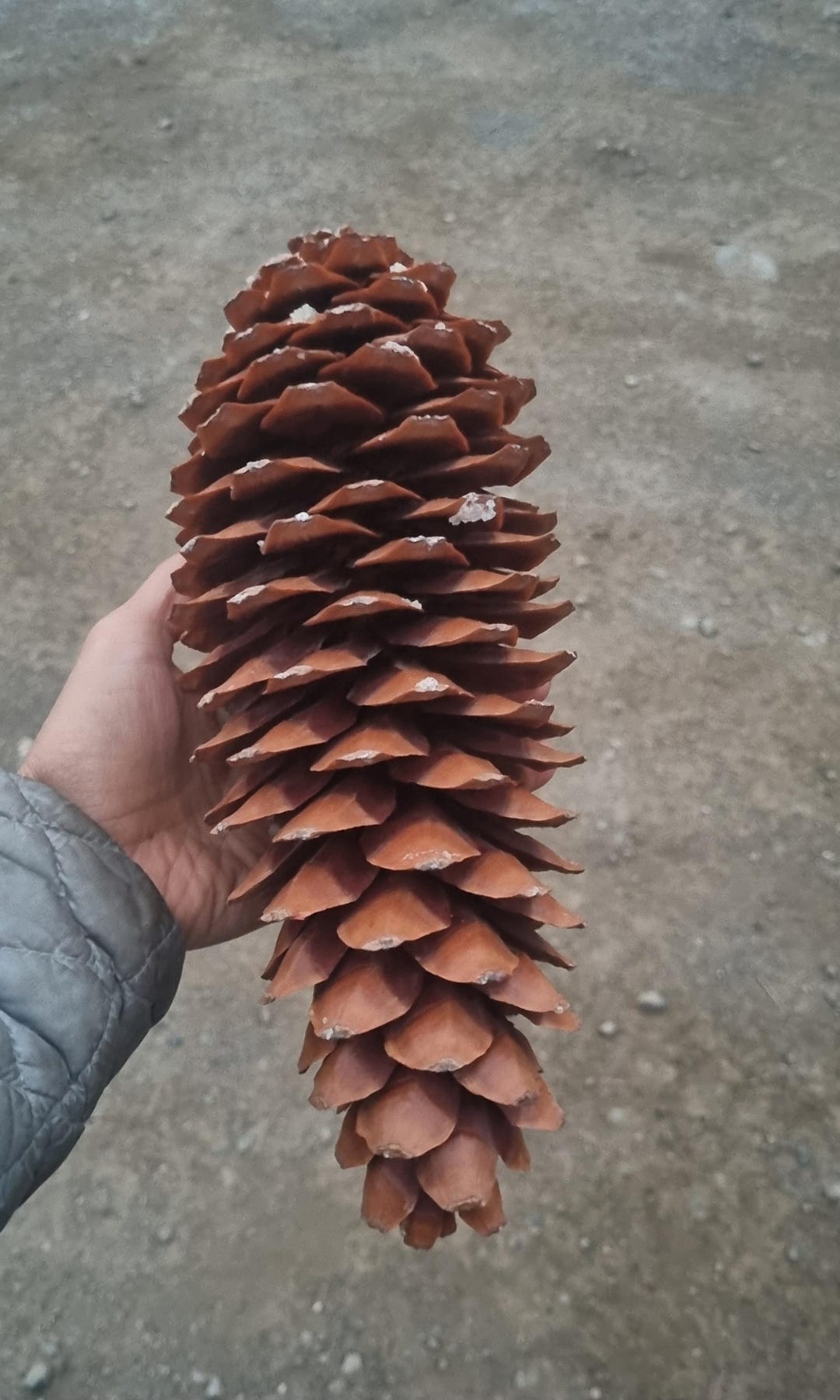 Extra Large Sugar Pine Cones Beautiful Holiday Decor - Etsy