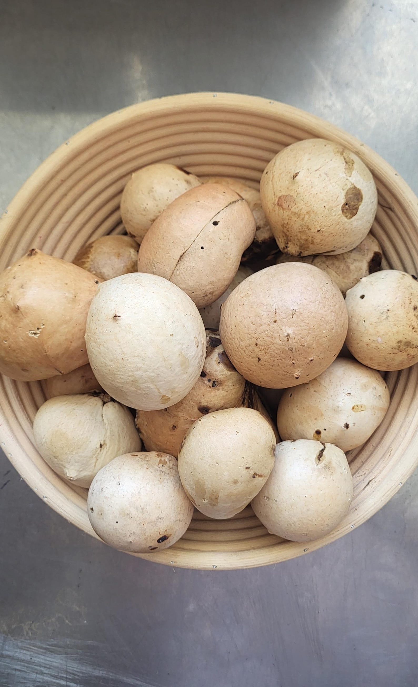 Oak Gall Nut Powder Natural Dye Mordant Fine Sifted 1 Oz - Etsy