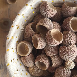 Acorn Caps for Crafting Seasonal Decor - Etsy